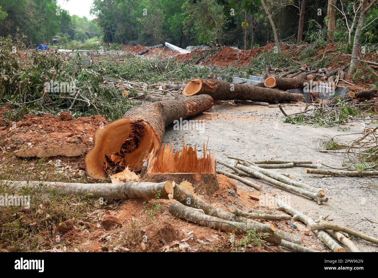 Auroville, India - 18th March 2023: Destruction of big old trees to ...