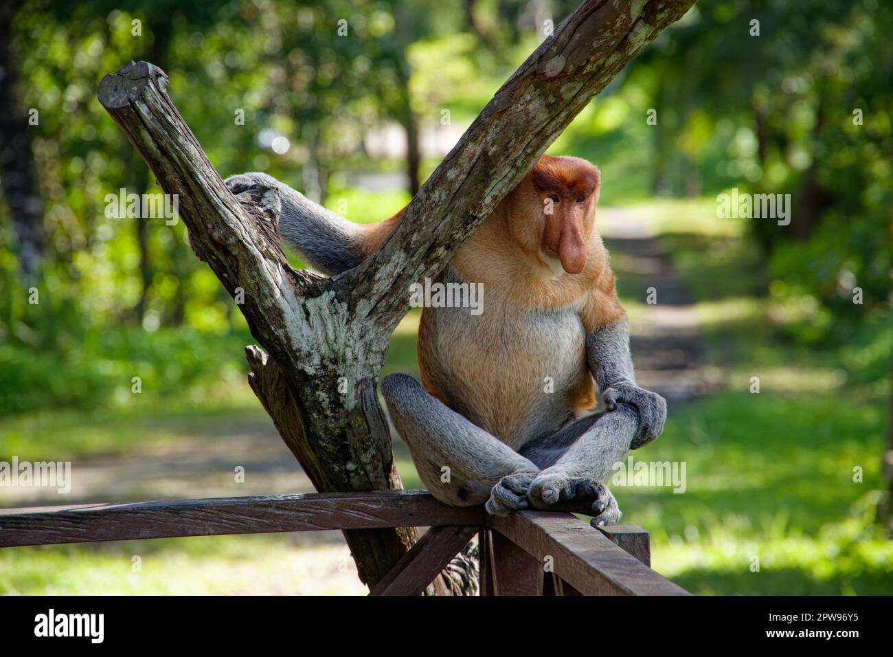 Proboscis monkey or nose ape Stock Photo - Alamy