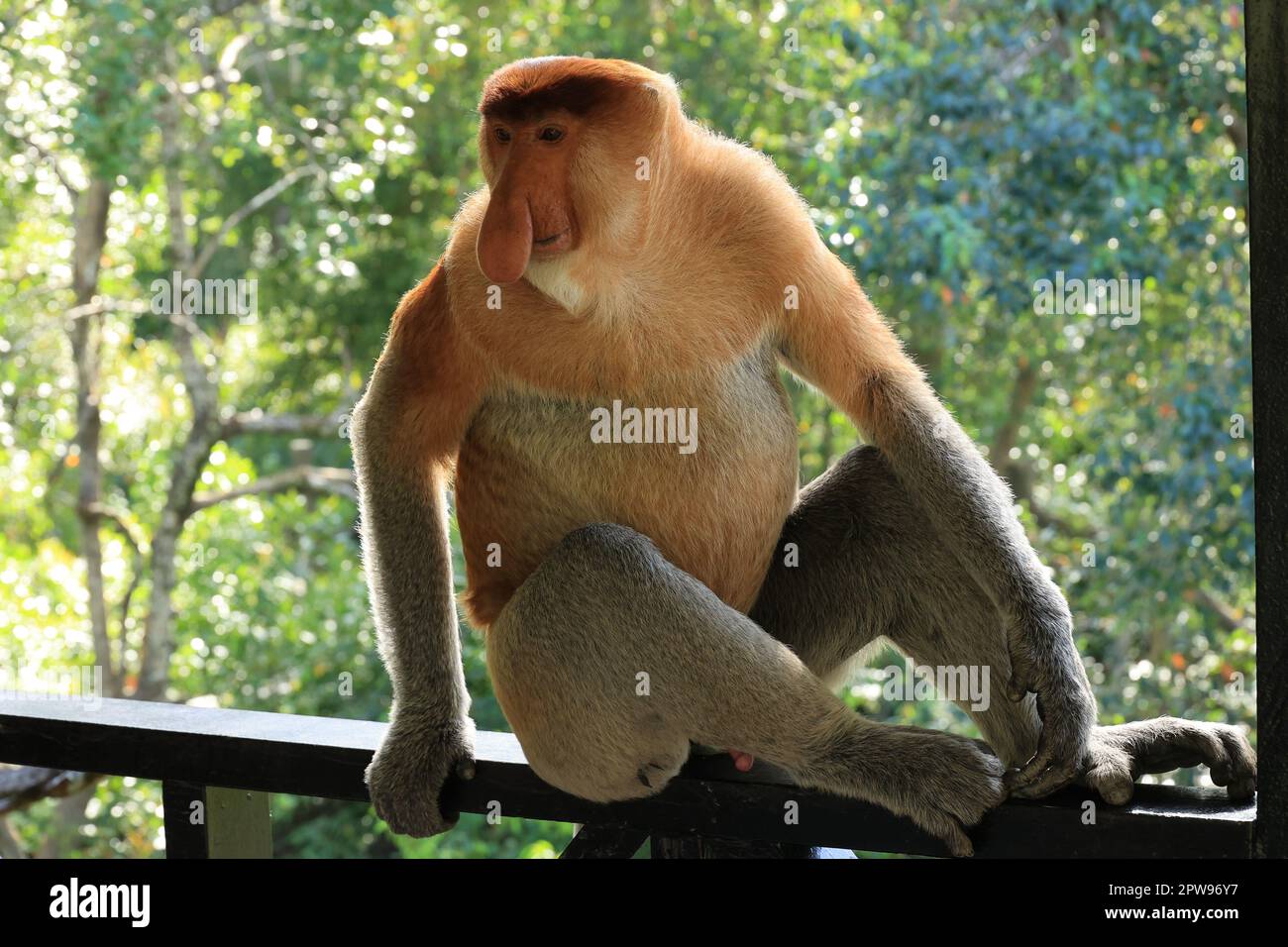 Proboscis monkey or nose ape Stock Photo - Alamy