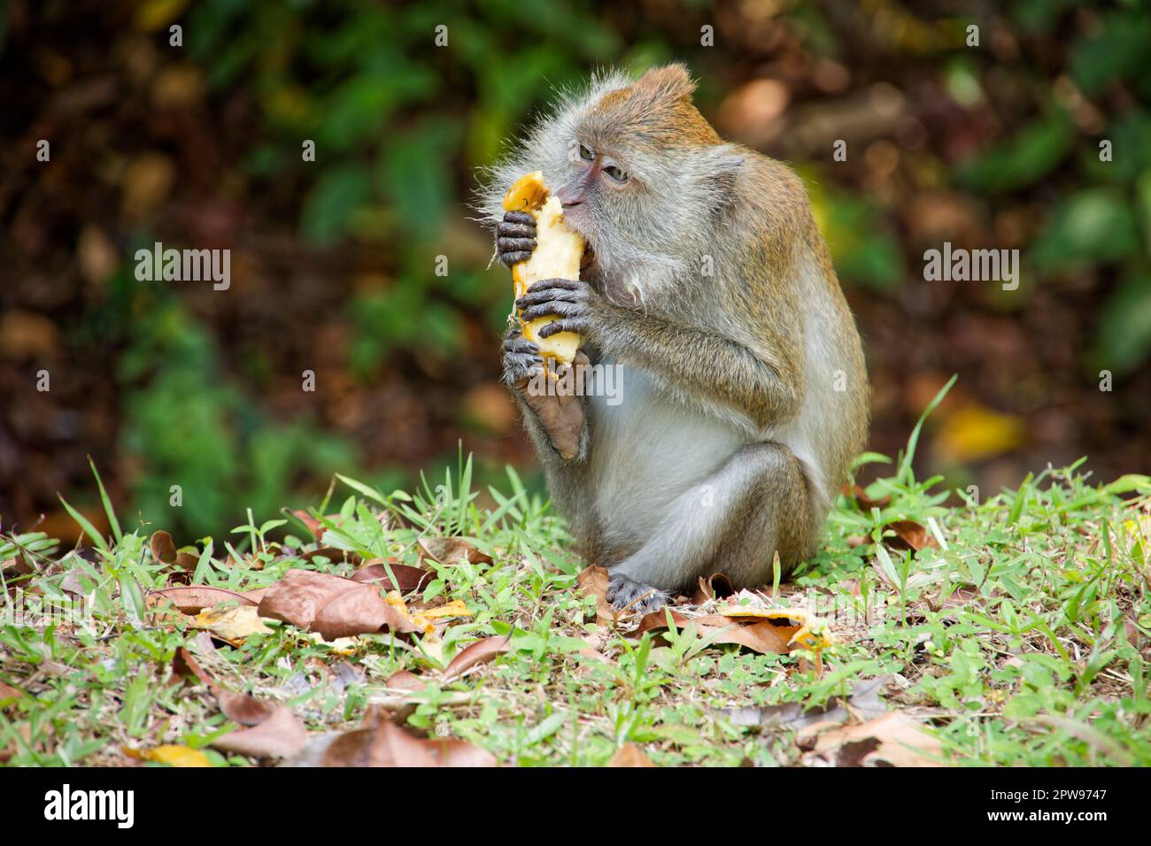 cheeky monkeys macaques Stock Photo - Alamy
