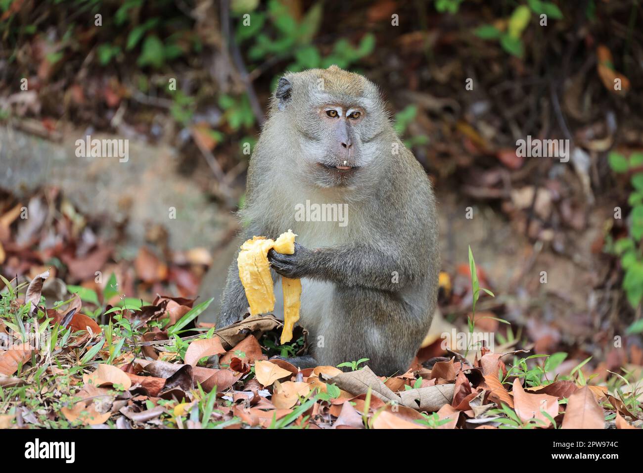 cheeky monkeys macaques Stock Photo - Alamy