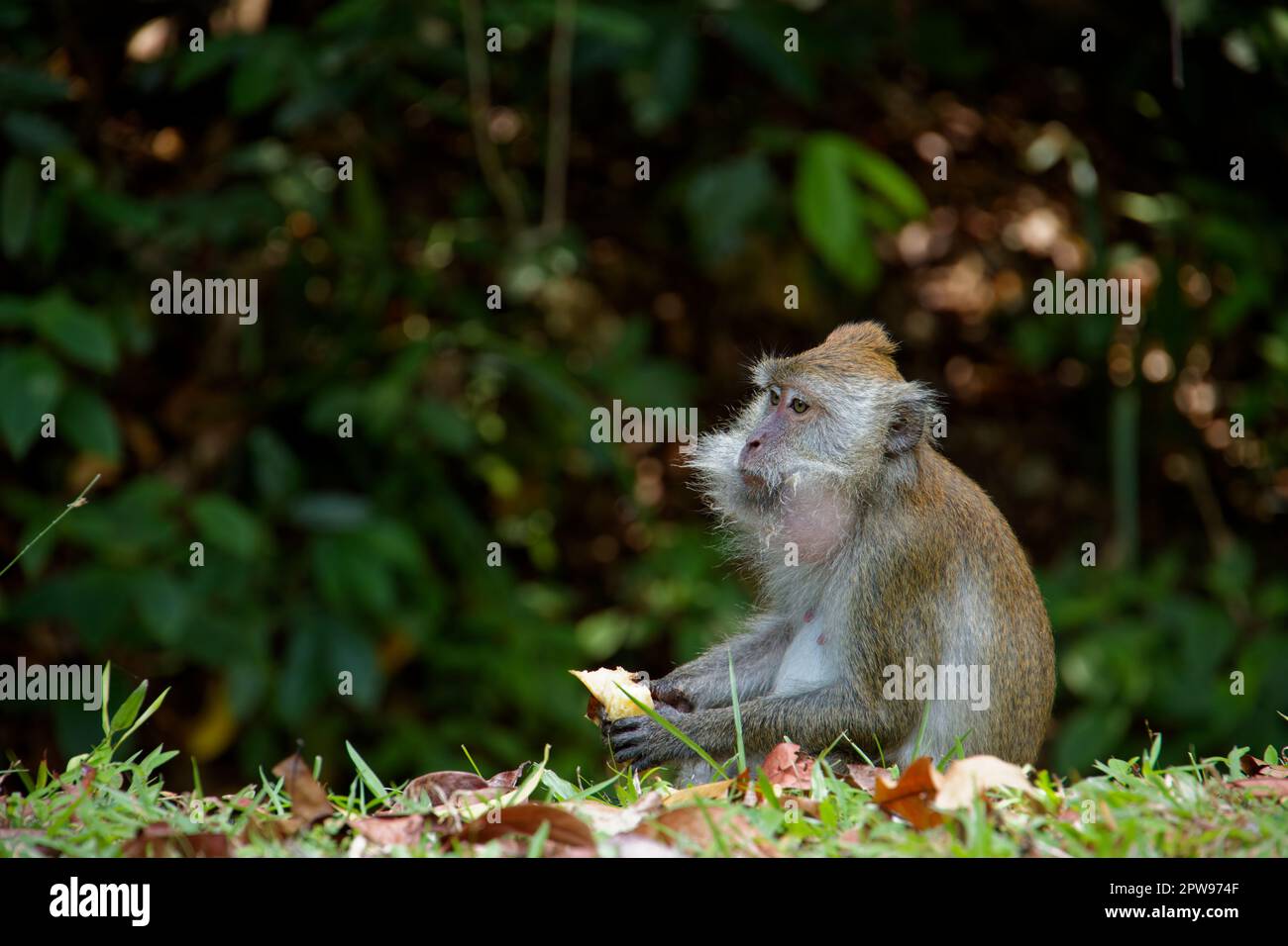 cheeky monkeys macaques Stock Photo - Alamy