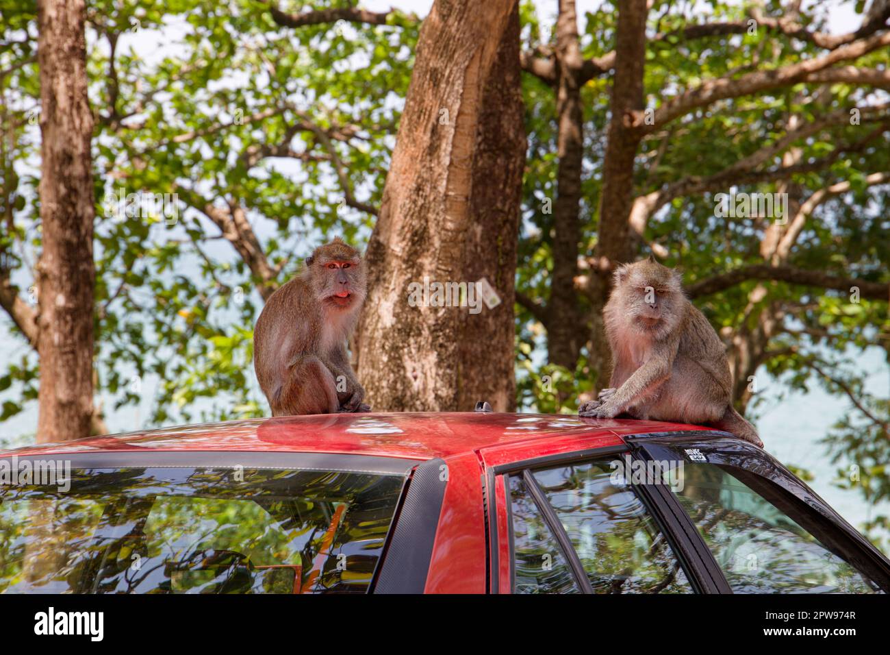 Cheeky monkeys hi-res stock photography and images - Alamy