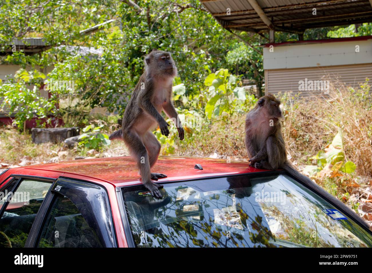 Cheeky monkeys hi-res stock photography and images - Alamy