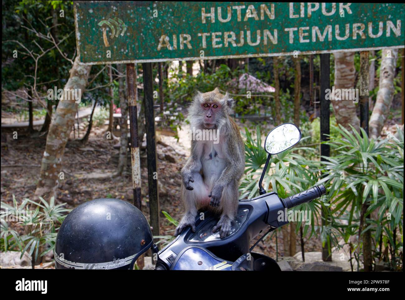 cheeky monkeys macaques Stock Photo - Alamy