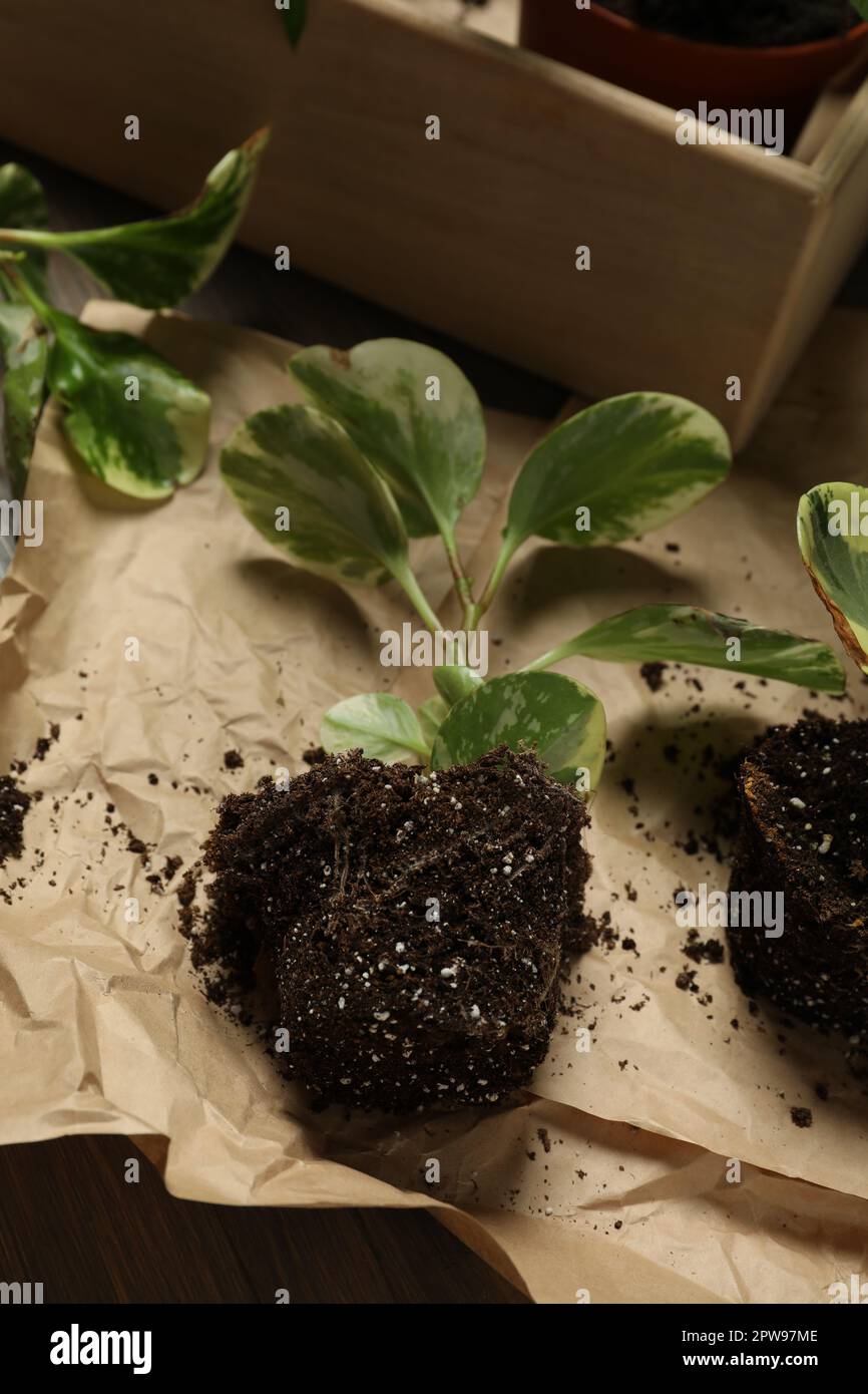 Exotic house plant in soil on table Stock Photo - Alamy