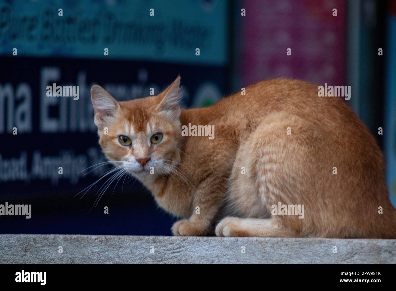 Aegean cat hi-res stock photography and images - Alamy