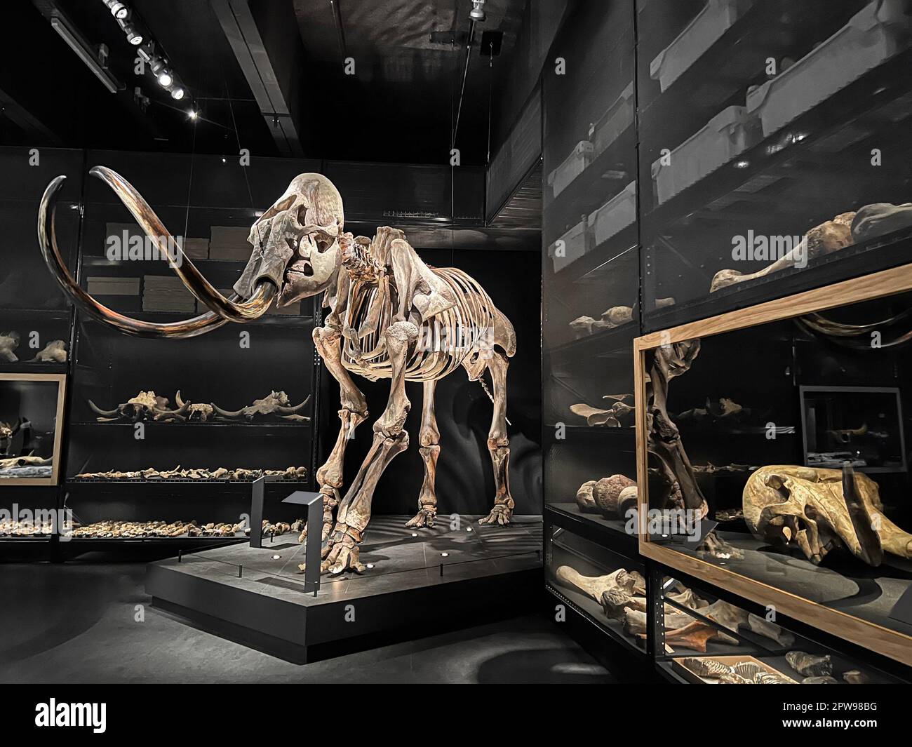 Life size skeleton of mammoth in museum Stock Photo - Alamy