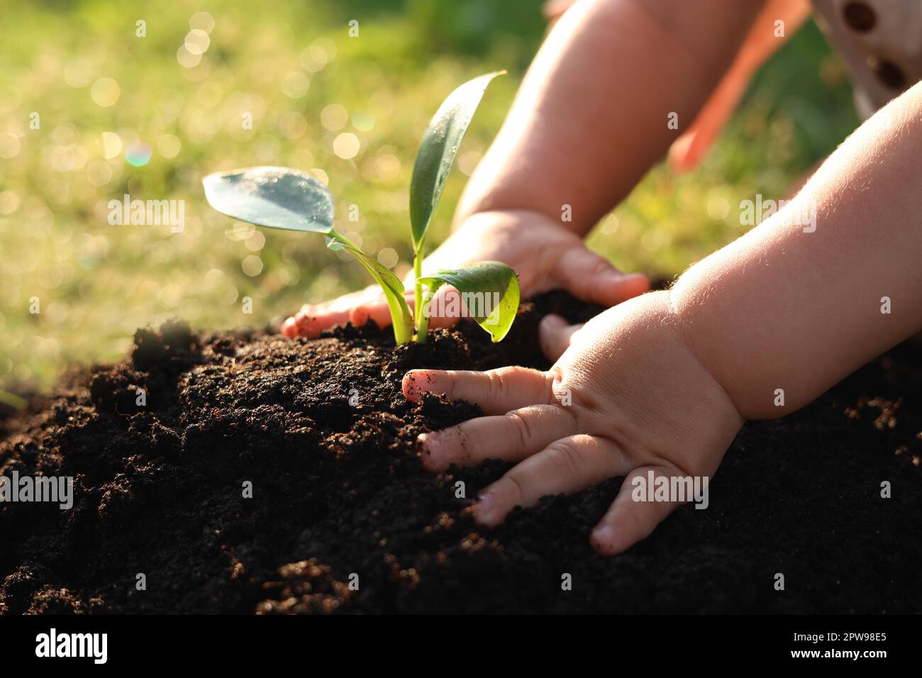 Child planting tree seedling into fertile soil, closeup Stock Photo - Alamy
