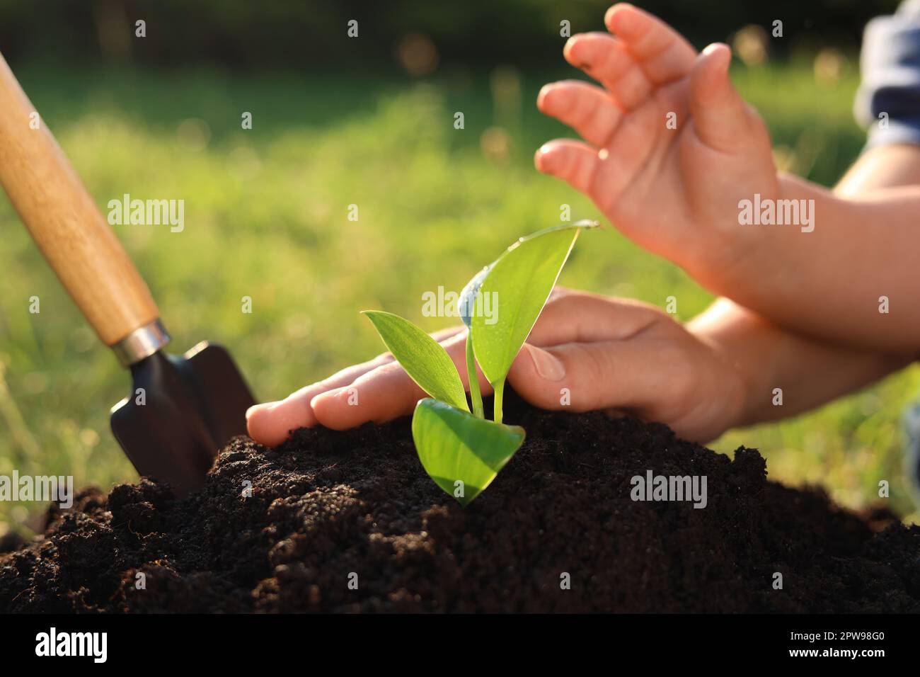 Mother and her child planting tree seedling into fertile soil, closeup ...