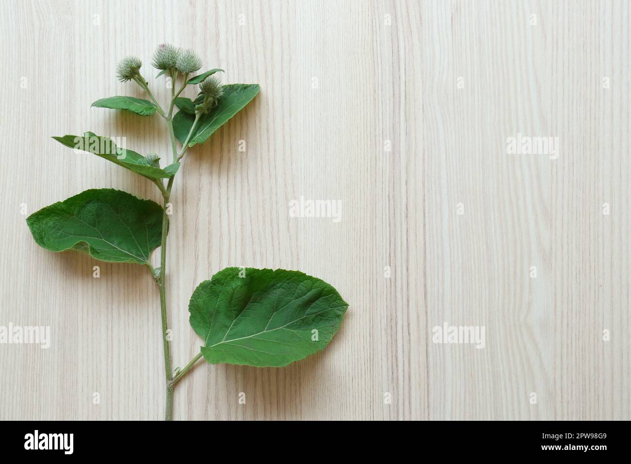 Fresh green burdock leaves and flowers on wooden table, top view. Space ...