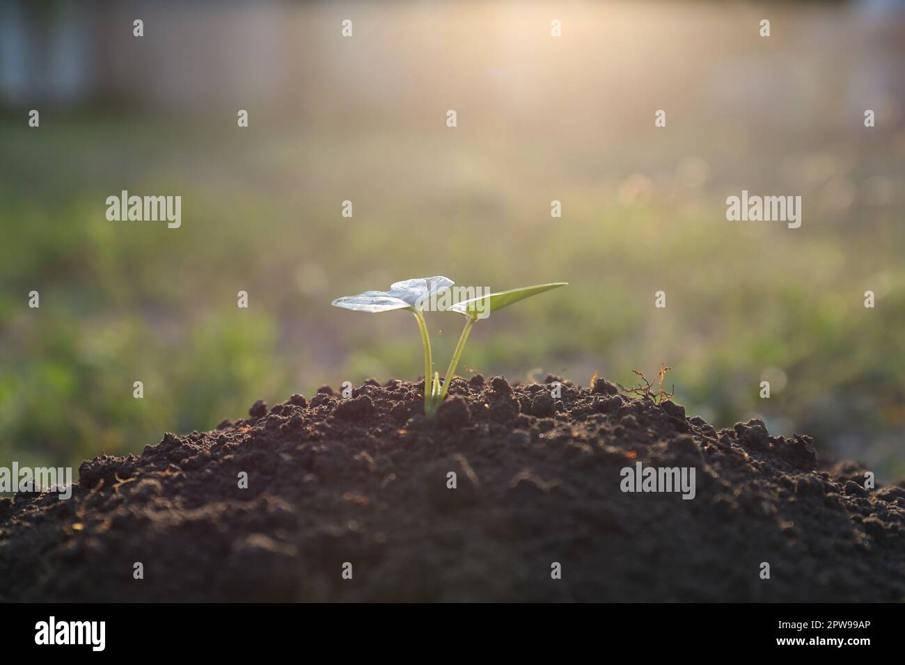 Beautiful young seedling growing in ground outdoors Stock Photo - Alamy