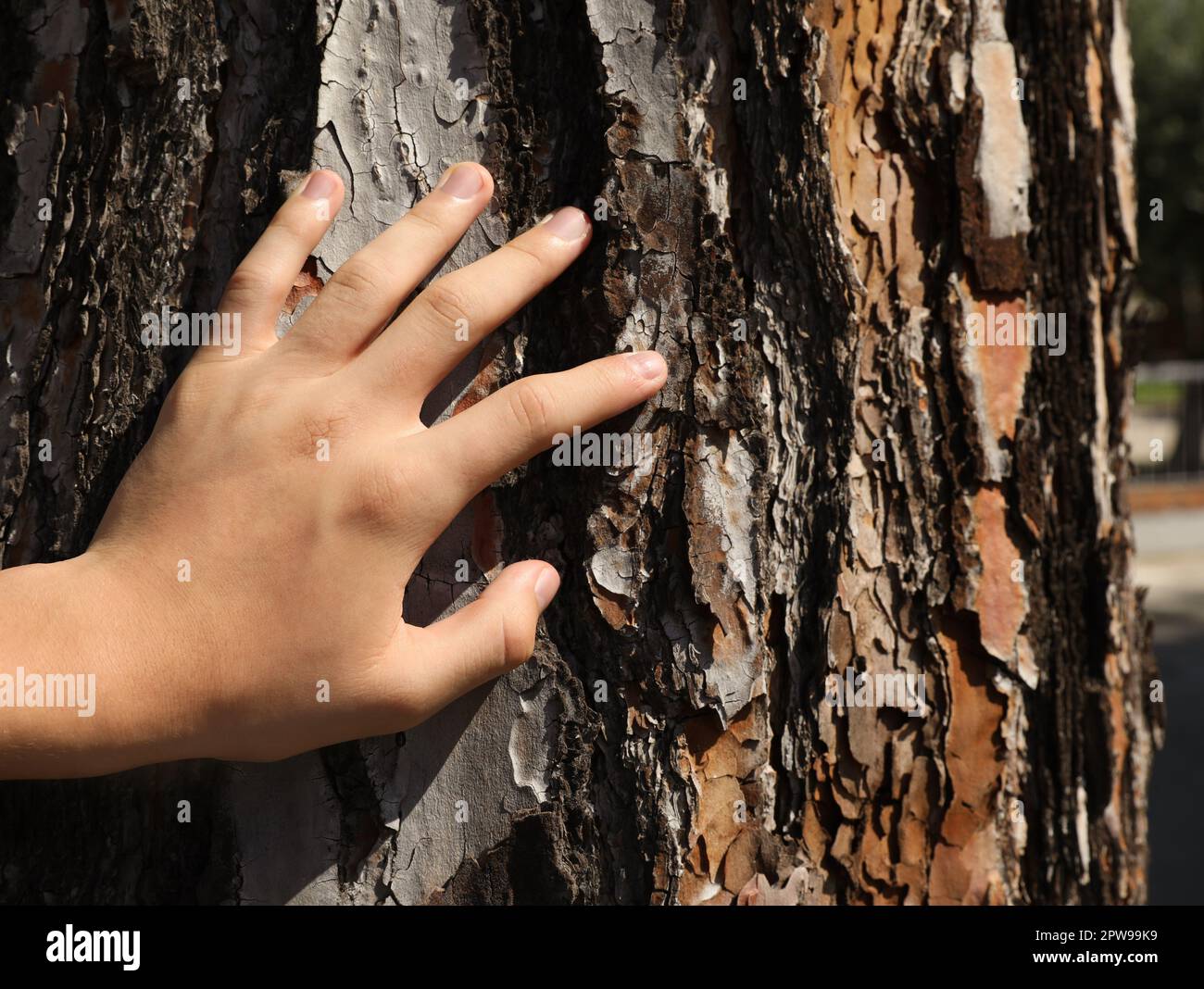 Boy touching tree hi-res stock photography and images - Alamy