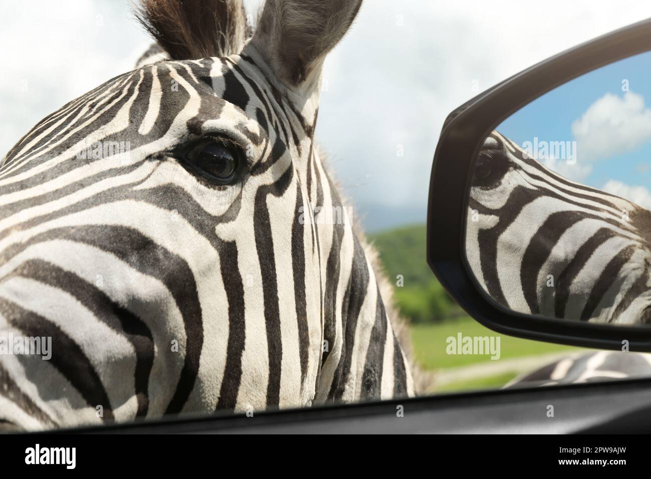 Cute curious African zebra near car in safari park, closeup Stock Photo ...