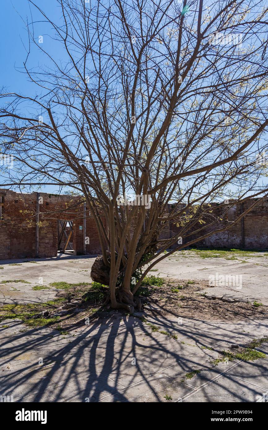 big dried tree in middle of abandoned construction area Stock Photo - Alamy