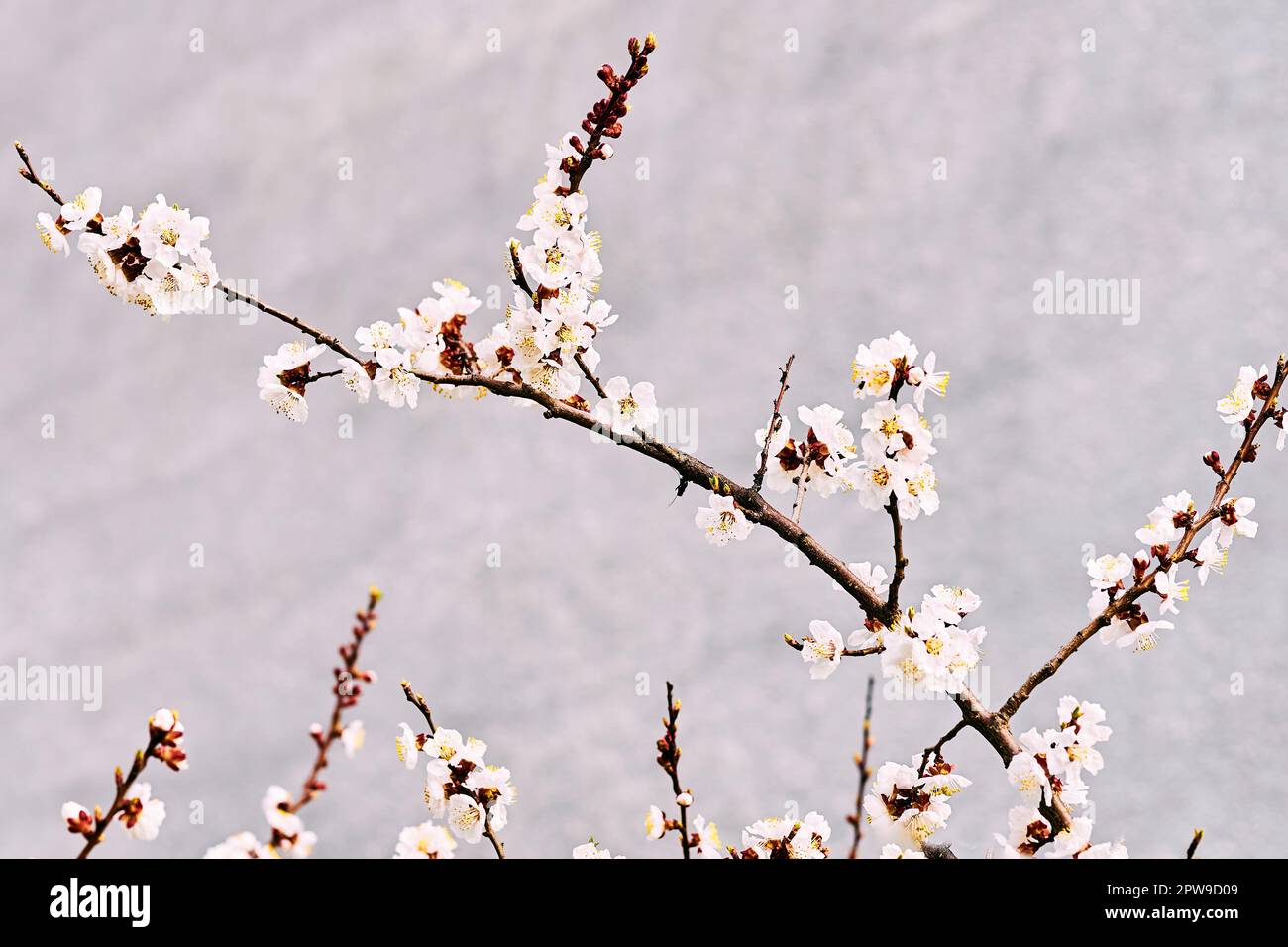 Delicate branch of a flowering fruit tree on a light gray background ...