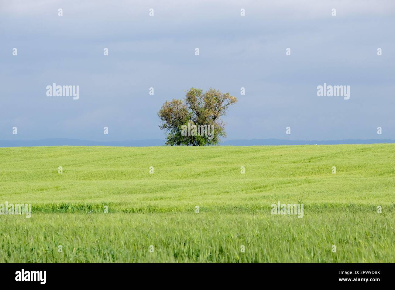 Only alone tree in green field with blue cloudy sky background. Blue ...