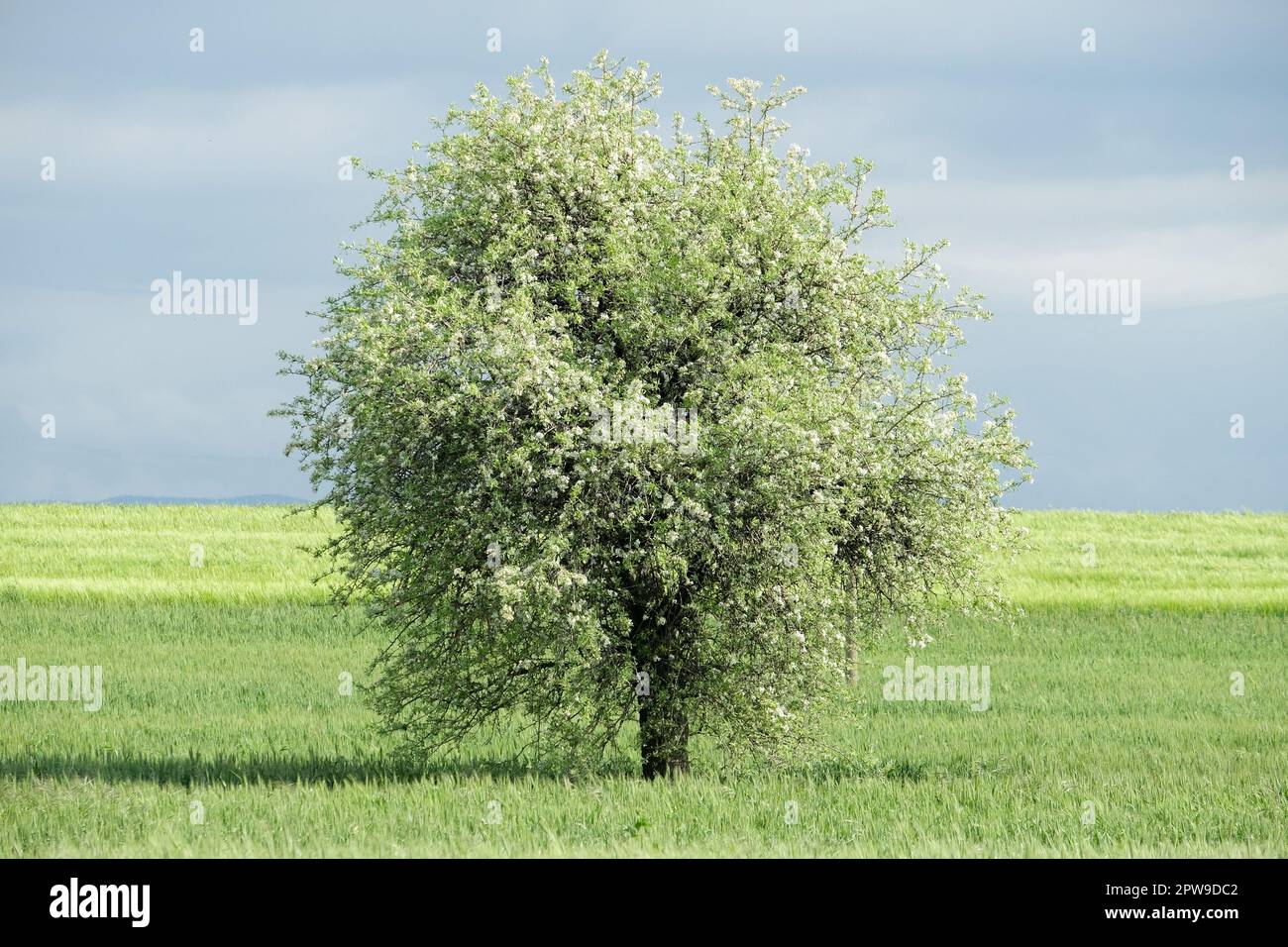 Only alone tree in green field with blue cloudy sky background. Blue ...