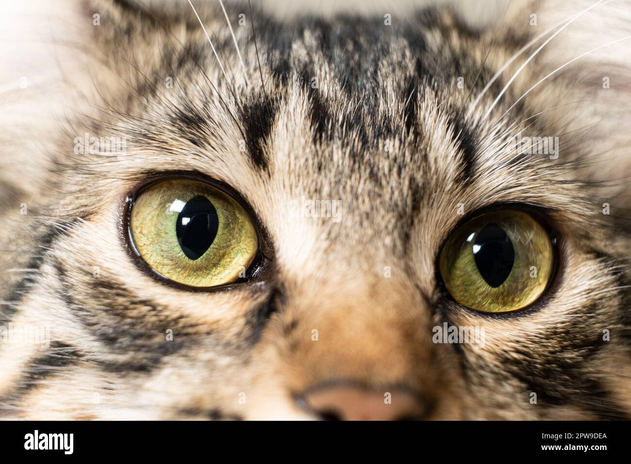 Cat eyes pupils hi-res stock photography and images - Alamy