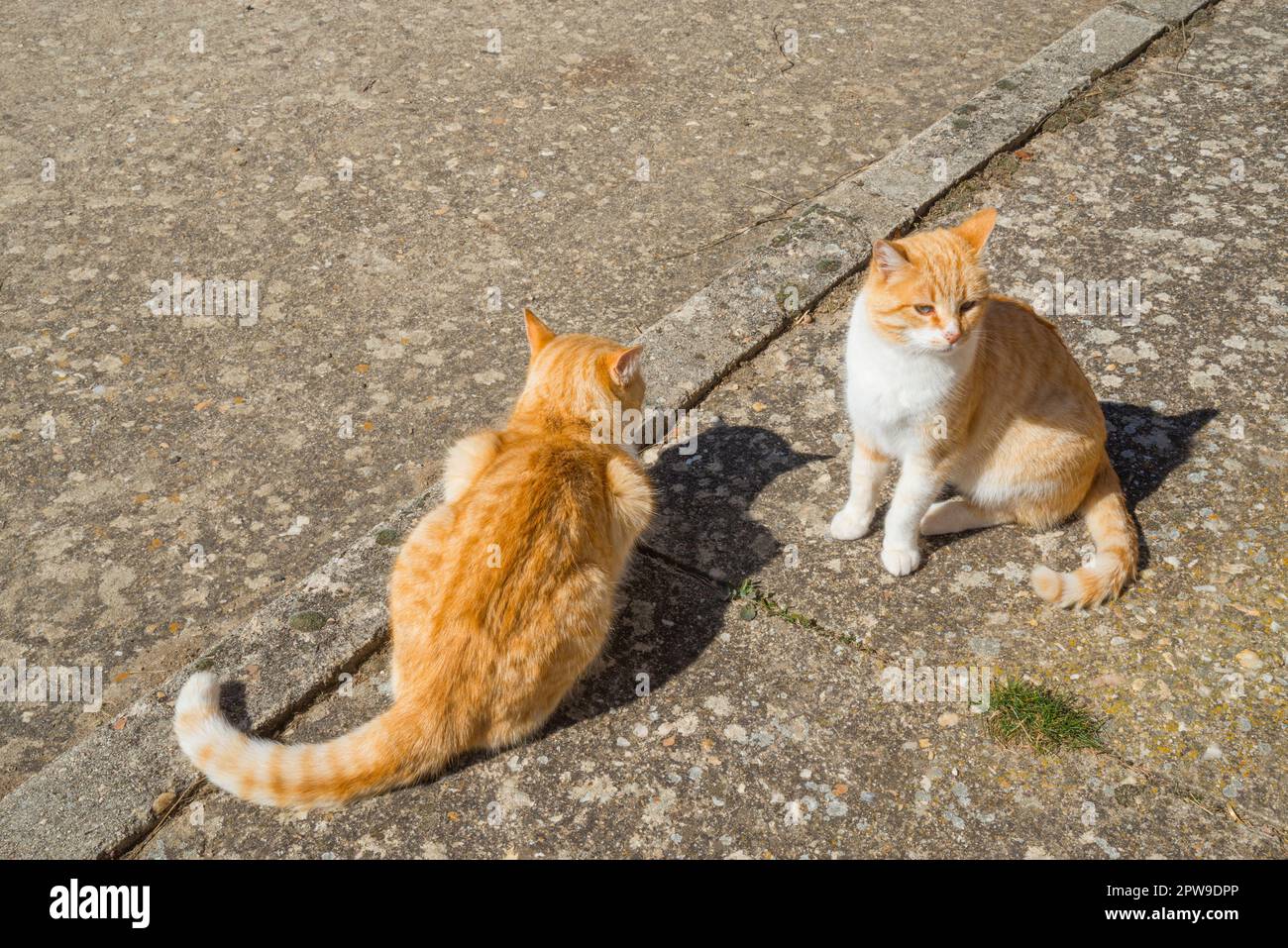 Two tabby and white cats Stock Photo - Alamy