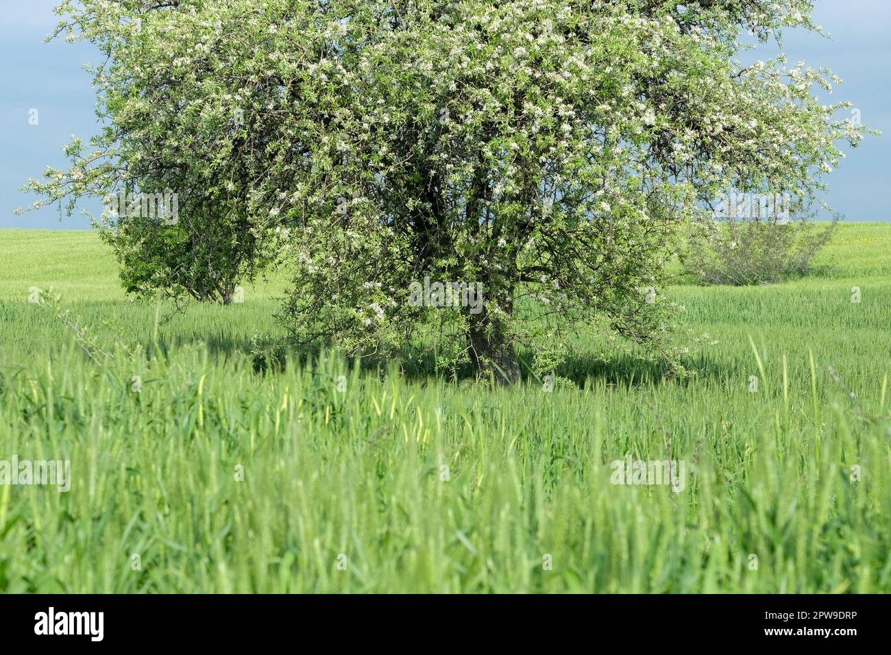 Only alone tree in green field with blue cloudy sky background. Blue ...