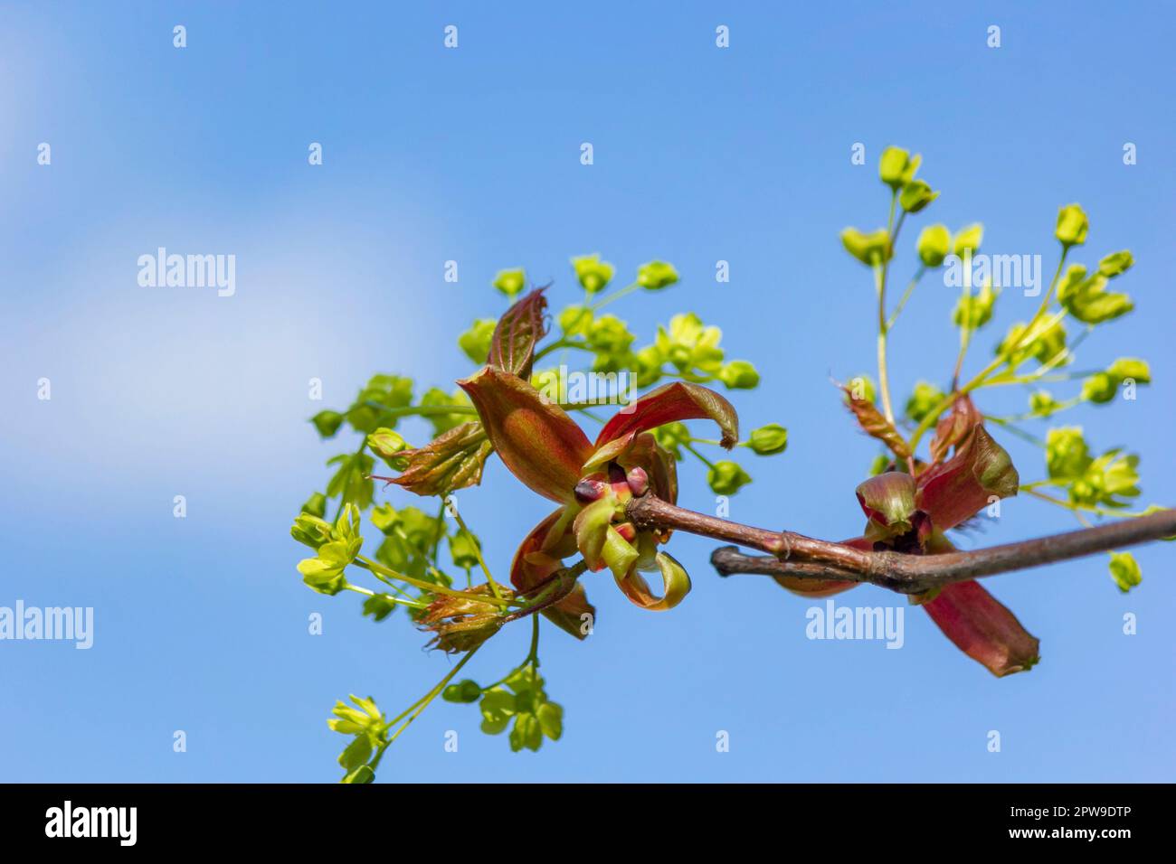 Norway maple, flowers, Acer platanoides,. Maple blossoms in early ...