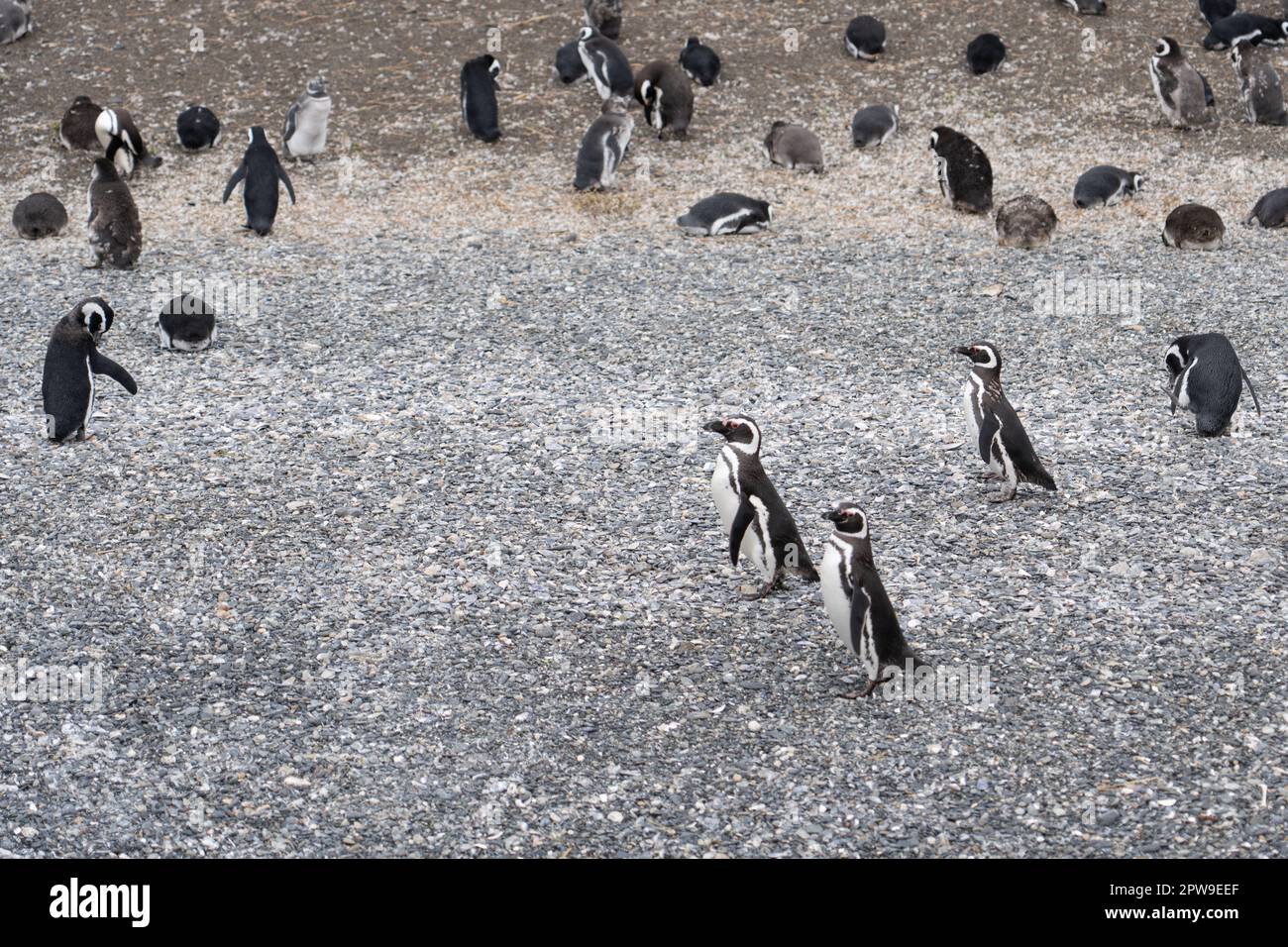 Island of Penguins in the Beagle Channel, Ushuaia, Argentina Stock ...
