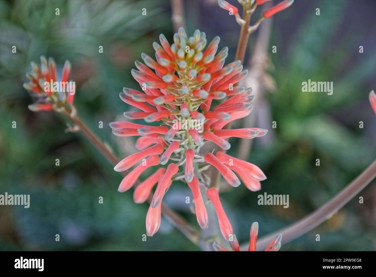 Aloe vera flowers hi-res stock photography and images - Alamy