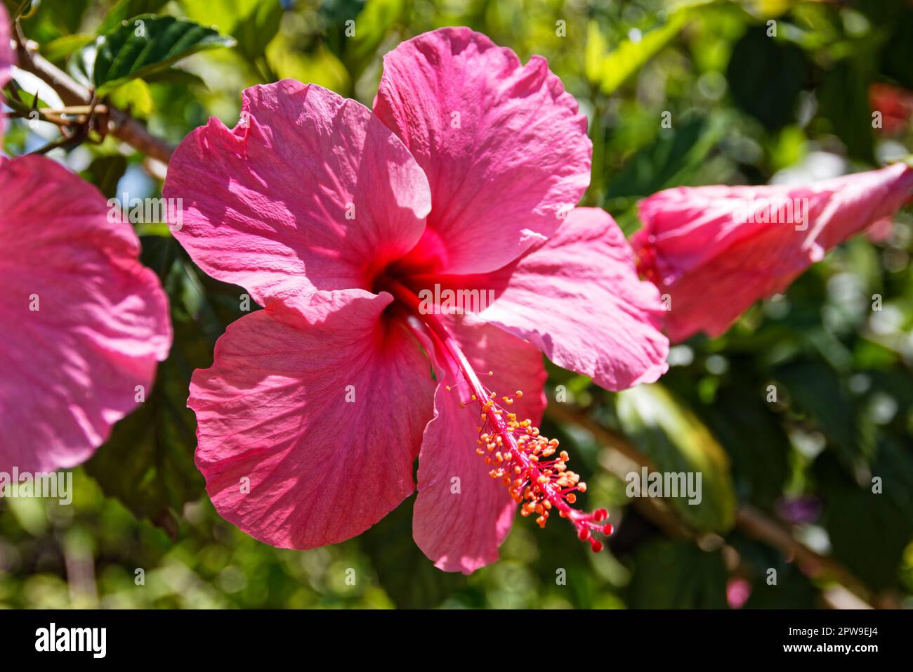 Uruguayan flower hi-res stock photography and images - Alamy