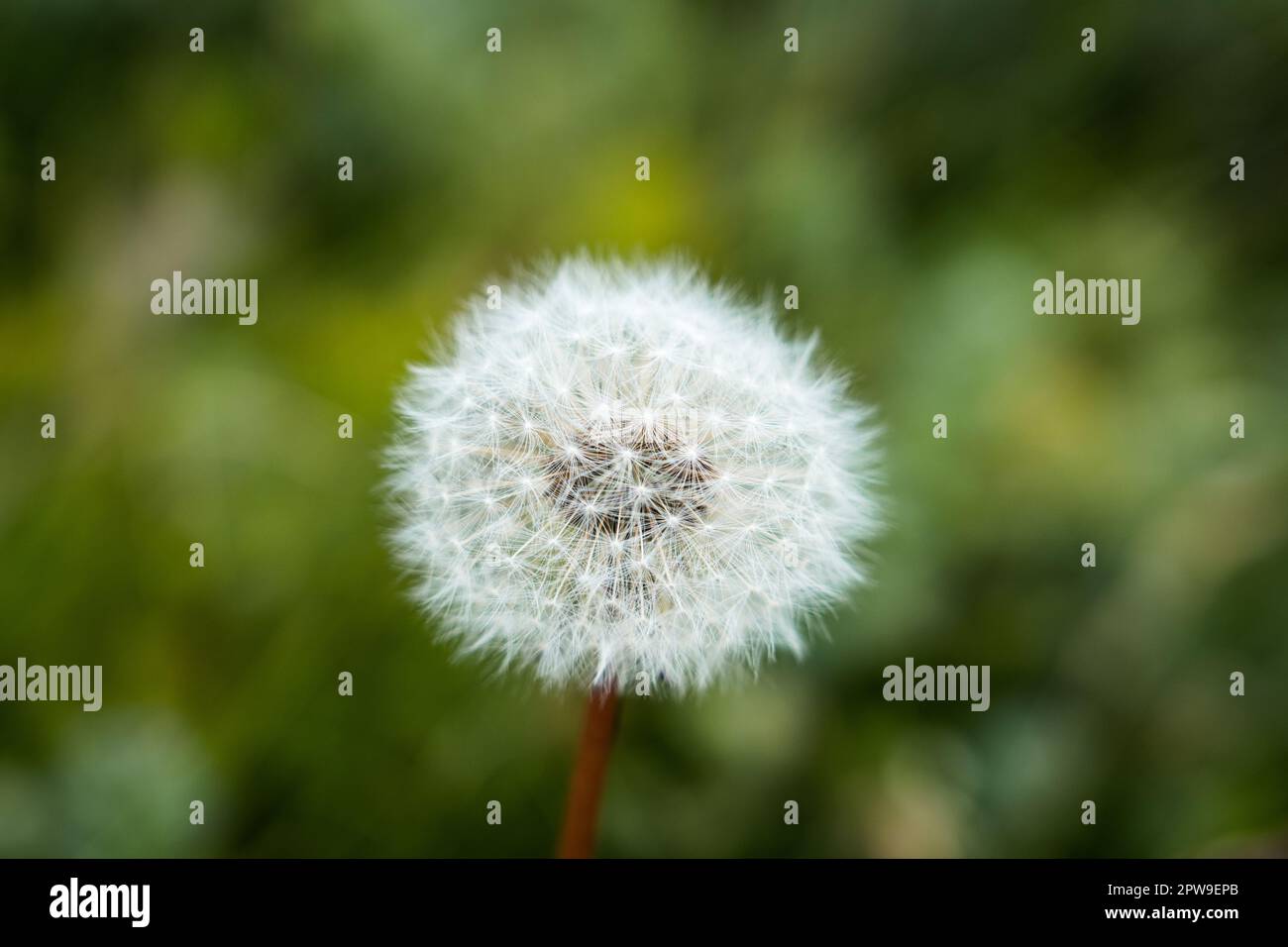 Dandelion seed pod in a beautiful background Stock Photo - Alamy