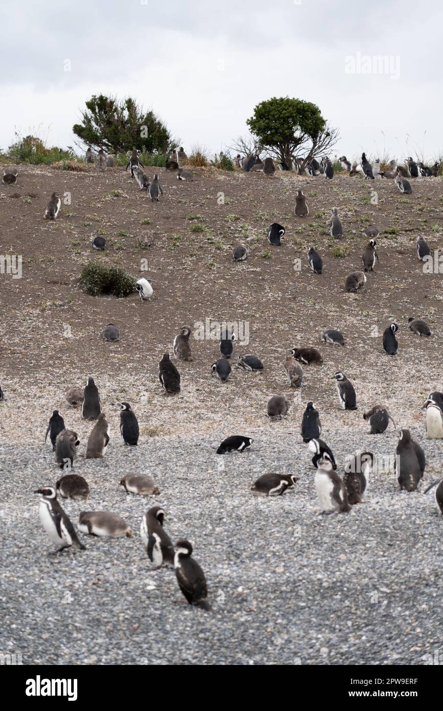 Island of Penguins in the Beagle Channel, Ushuaia, Argentina Stock ...