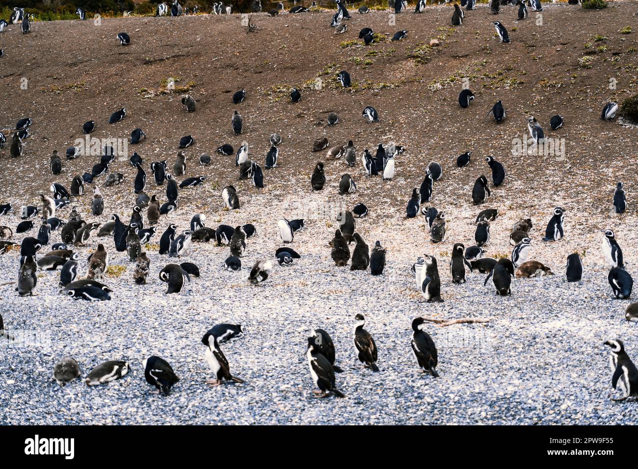 Island of Penguins in the Beagle Channel, Ushuaia, Argentina Stock ...
