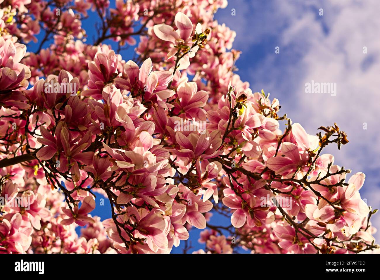 pink open cherry blossom on a tree Stock Photo - Alamy