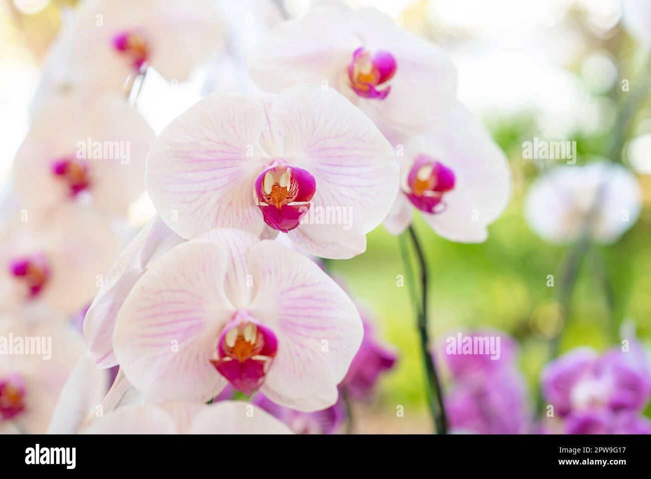 White orchids, Dendrobium, in full bloom, in soft color and soft ...