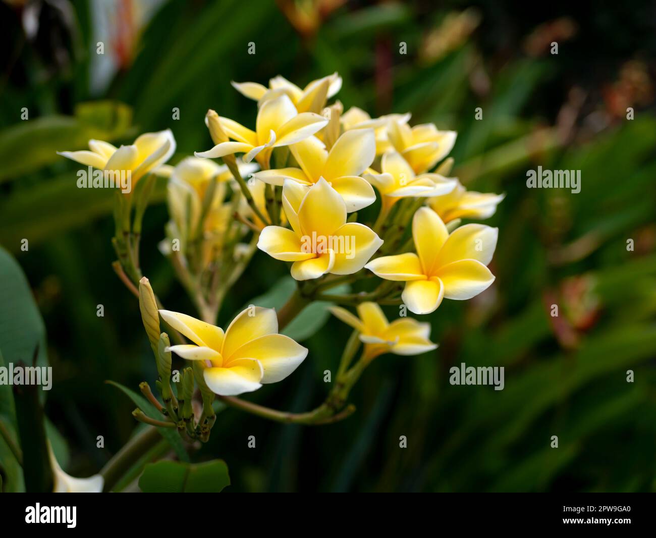 Kamboja flower (Plumeria), a genus of flowering plants in the family ...