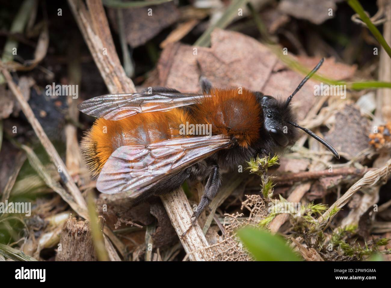 A female tawny mining bee (Andrena fulva), looking very cosy in her ...