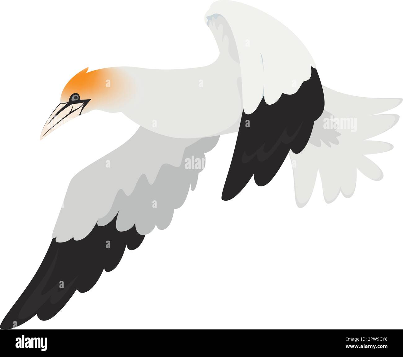 Detailed Flying Gannet Bird Illustration Stock Vector Image & Art - Alamy
