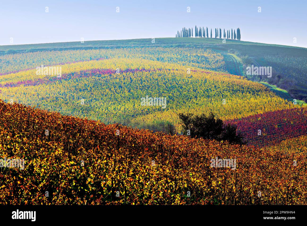 Landscape vineyard cypress trees hi-res stock photography and images ...