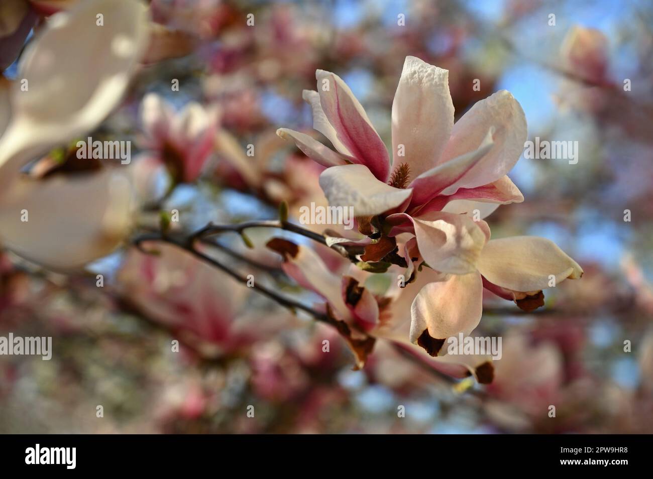 Magnolias texture hi-res stock photography and images - Alamy