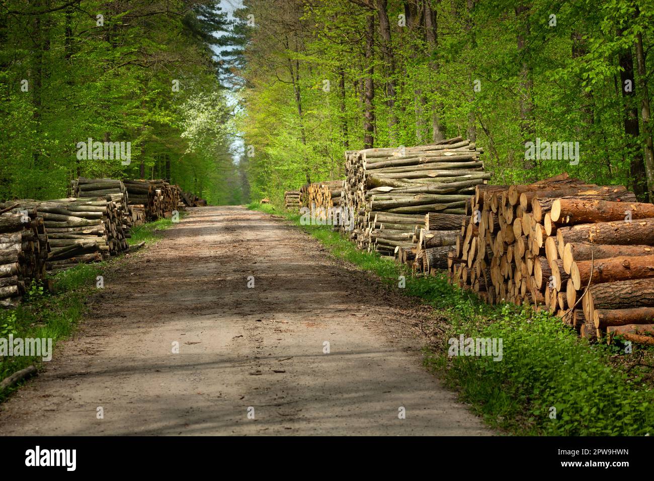 Poland road cut trees hi-res stock photography and images - Alamy