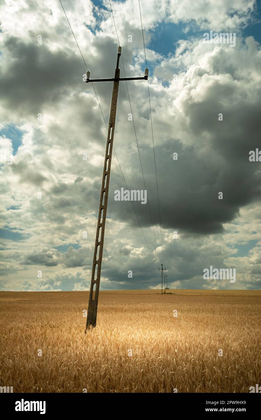 A crooked electric pole standing in a grain field, Staw, Poland Stock ...