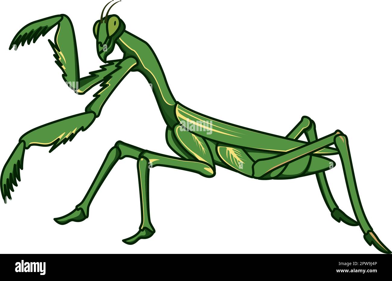 Detailed Standing Praying Mantis Illustration Stock Vector Image & Art ...