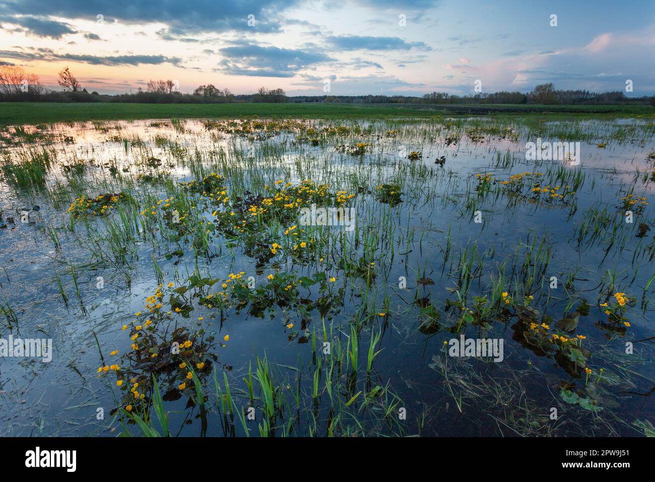 Marsh marigold flowers growing in a wet meadow and evening clouds ...