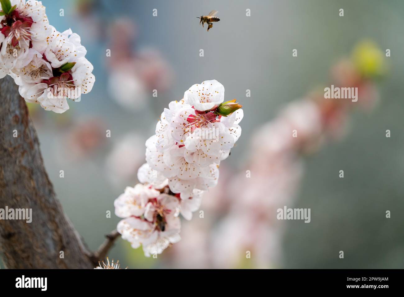 Apricot blossom hi-res stock photography and images - Alamy