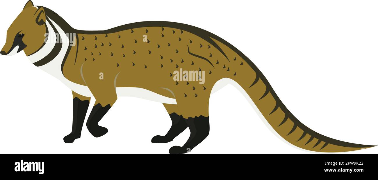 Detailed Civet with Standing Gesture Illustration Stock Vector Image ...