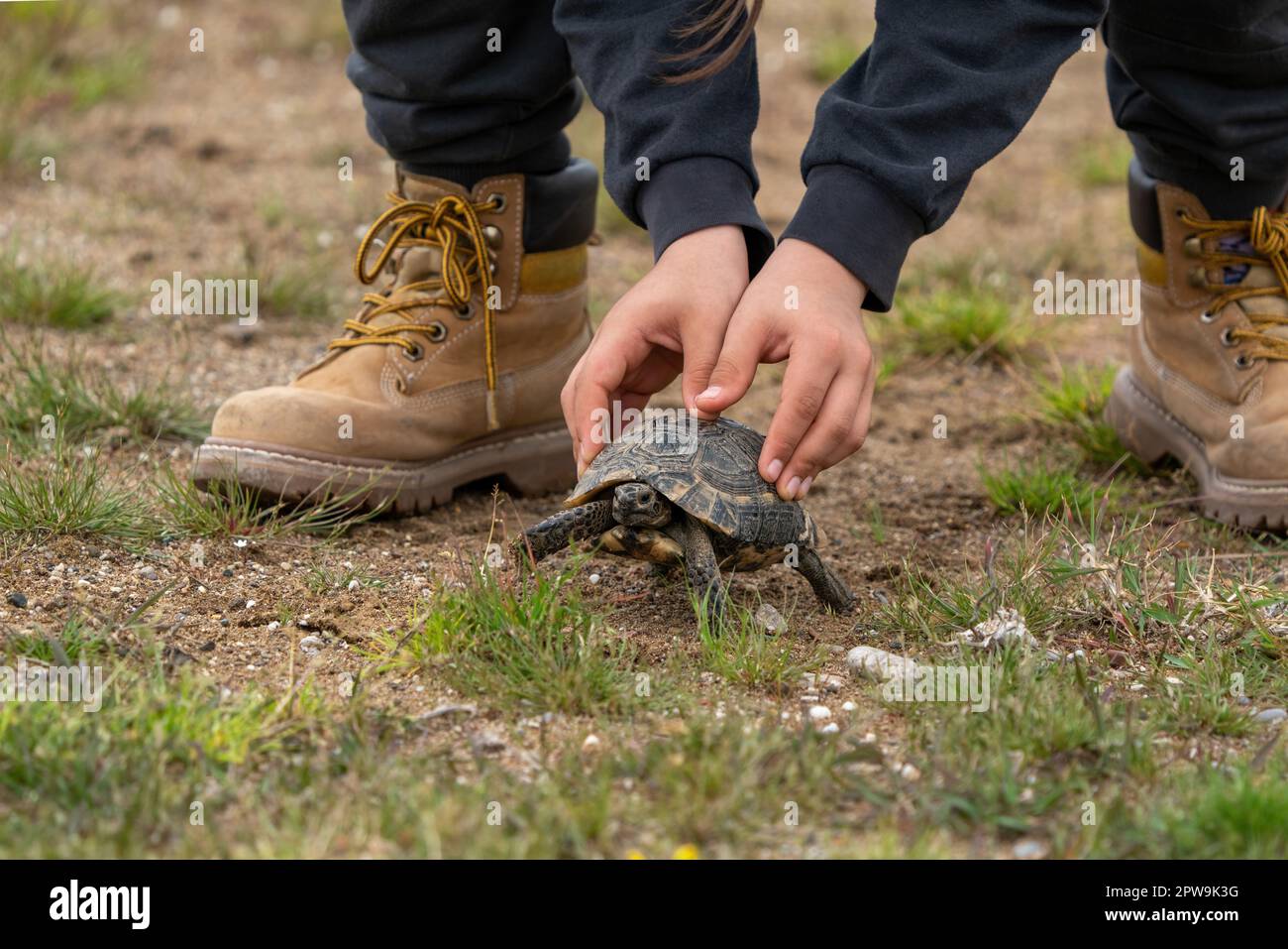 Turtle shell top view hi-res stock photography and images - Alamy