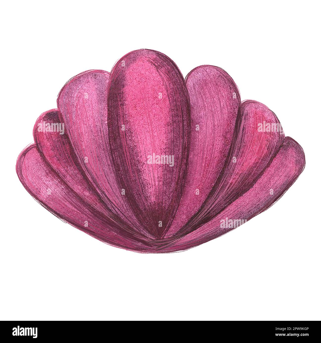 Сute, pink, seashell. watercolor illustration.On white background.For ...