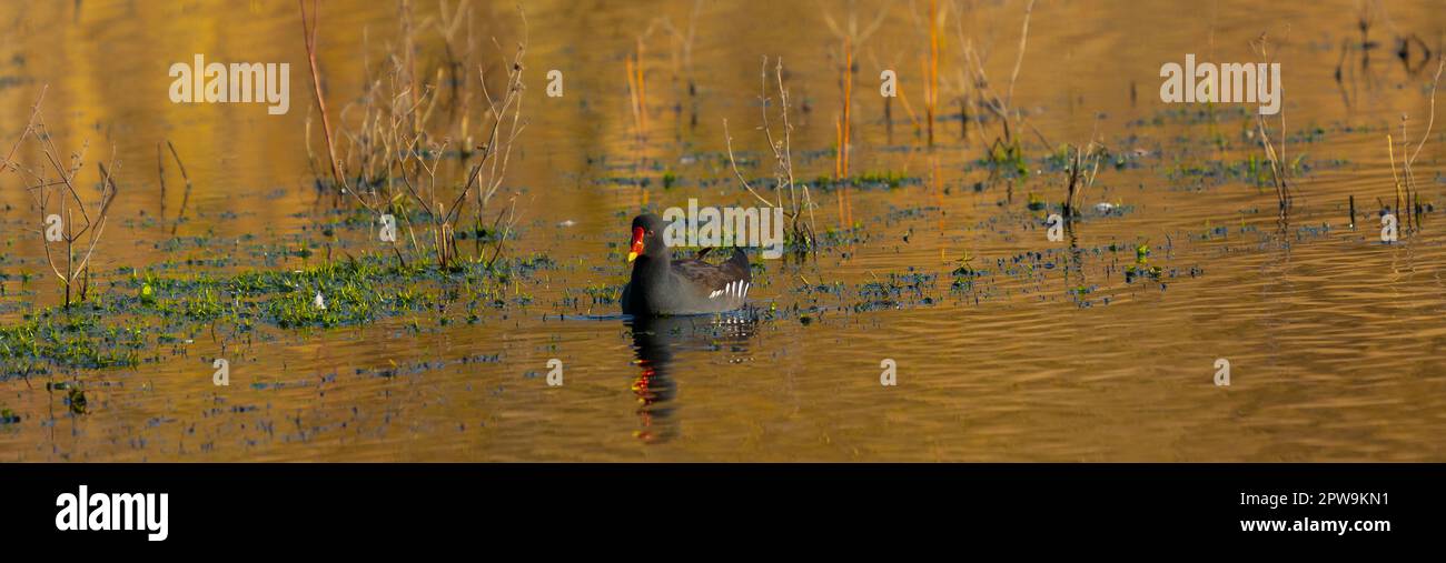 On golden pond Stock Photo - Alamy