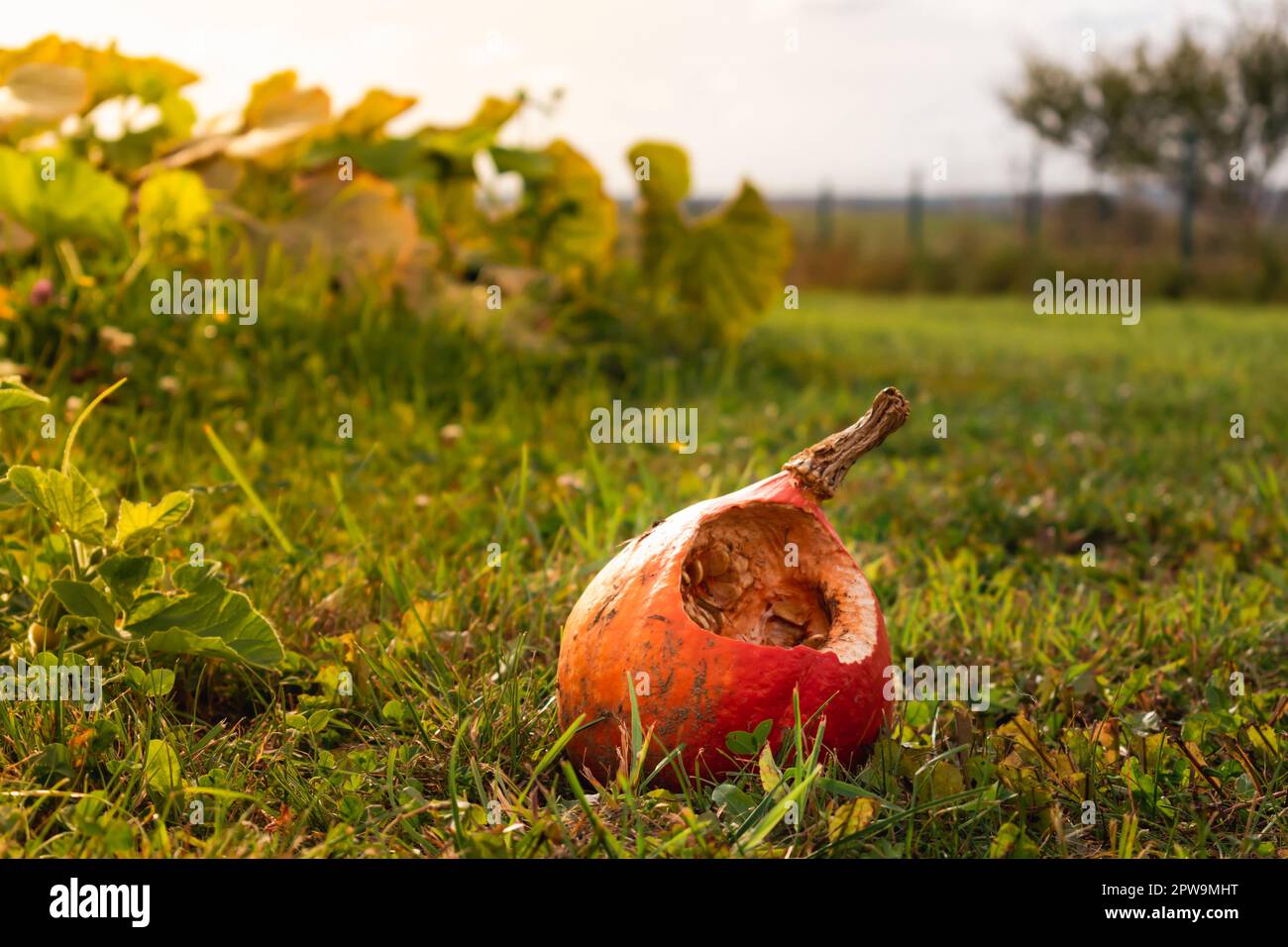 Red kuri squash eaten by an animal in autumn in a garden, seeds are ...