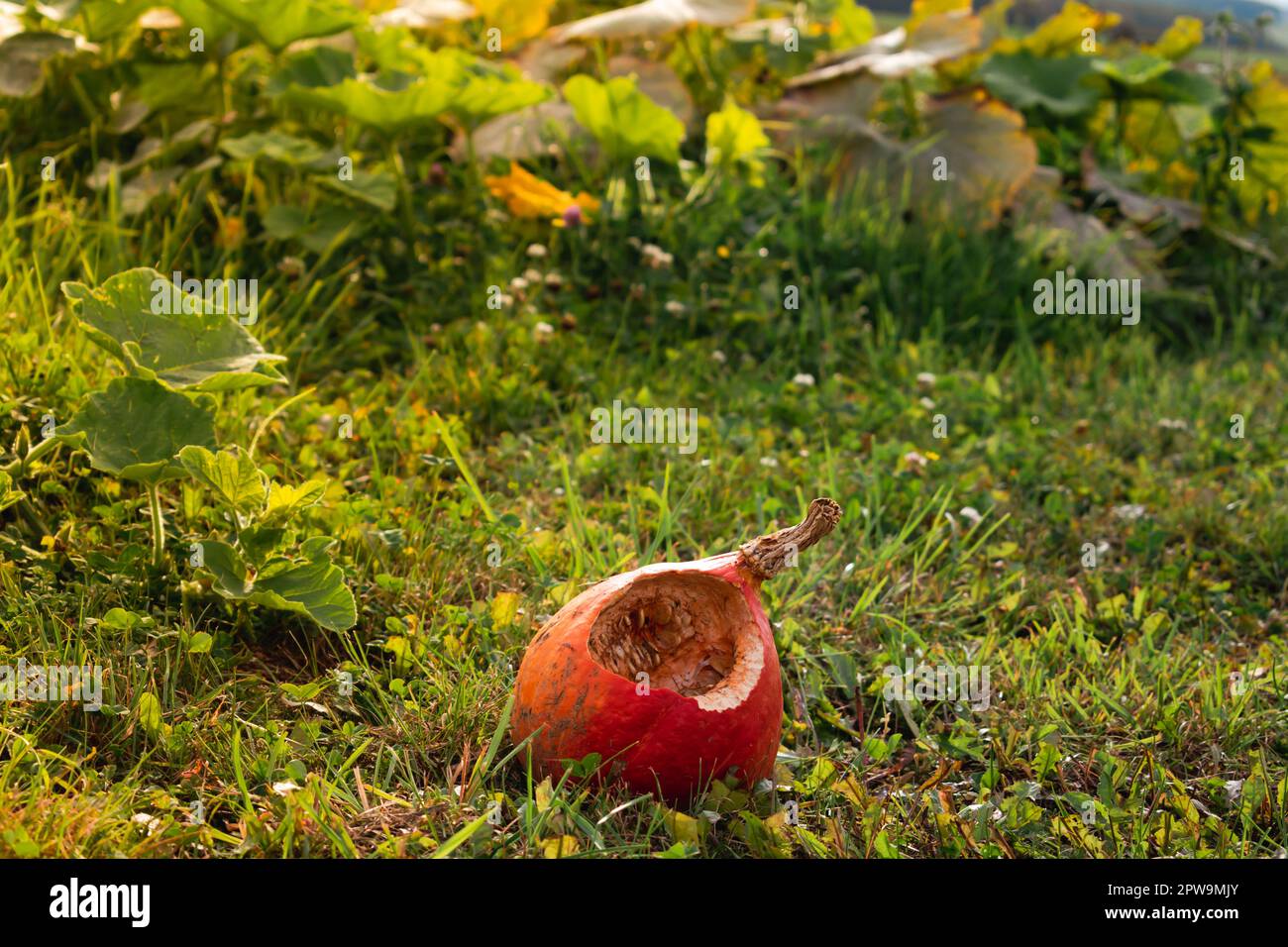Red kuri squash eaten by an animal in autumn in a garden, seeds are ...